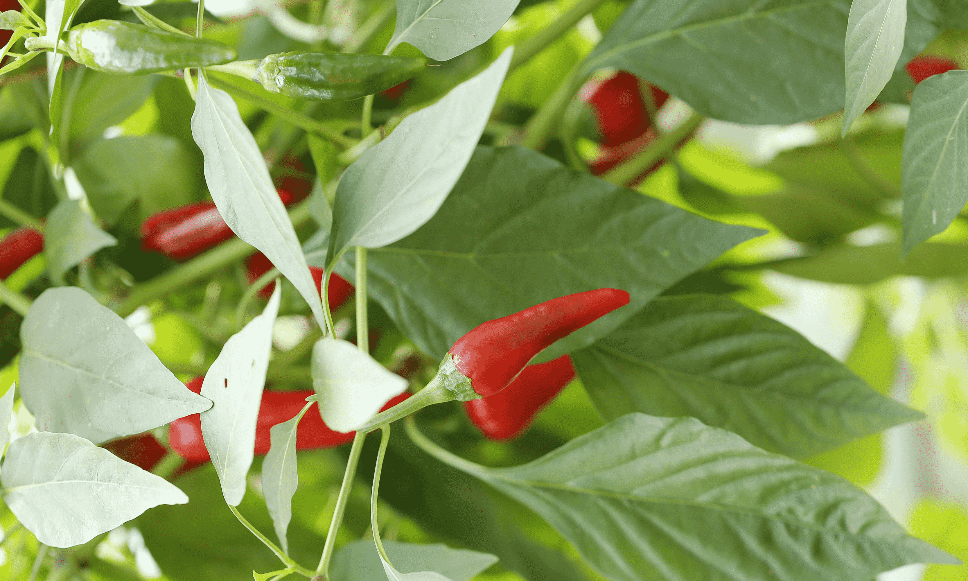 Segar.My | Blog tanaman dan DIY.